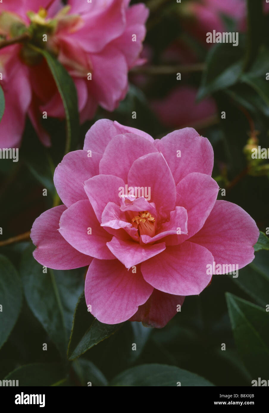 A Camellia Maud Messel in the garden at Nymans Stock Photo - Alamy