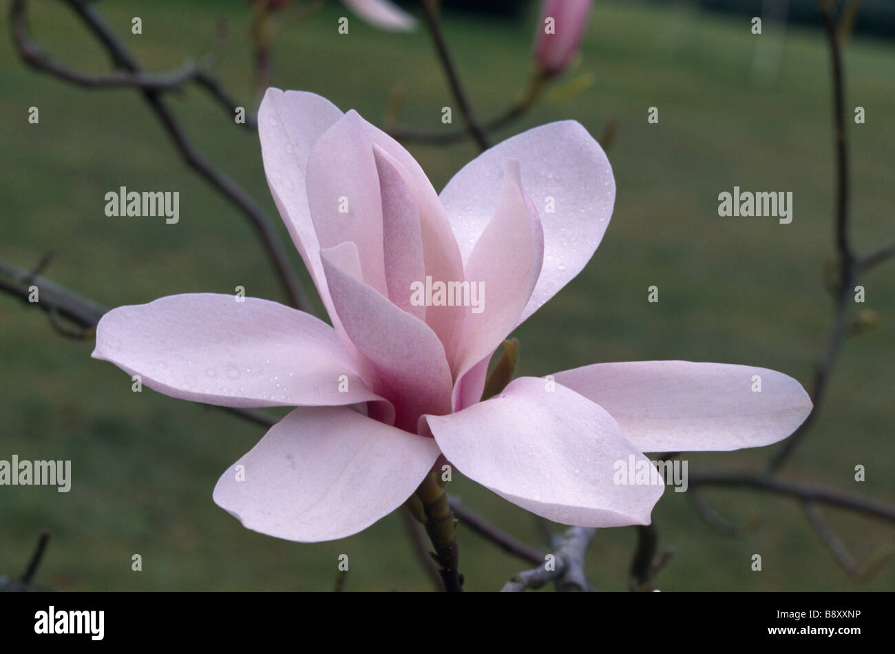 Detail of a Magnolia Anne Rose in the garden at Nymans This beautiful ...
