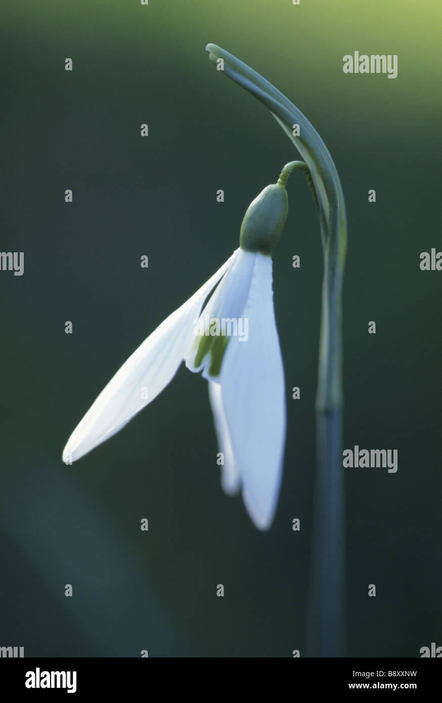 Milky snowdrop hi-res stock photography and images - Alamy