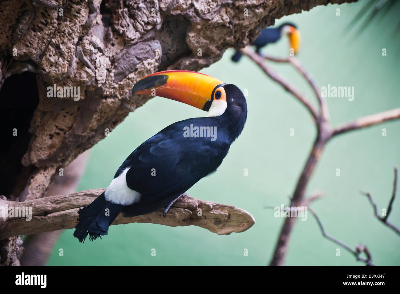 Toucan on perch hi-res stock photography and images - Alamy