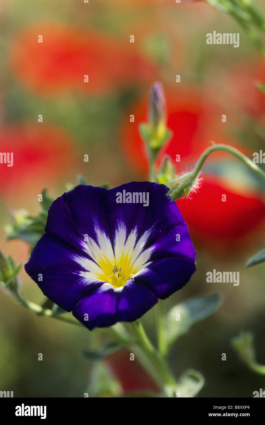 Close up of a flower of Convolvulus tricolor Blue Flash blooming in ...