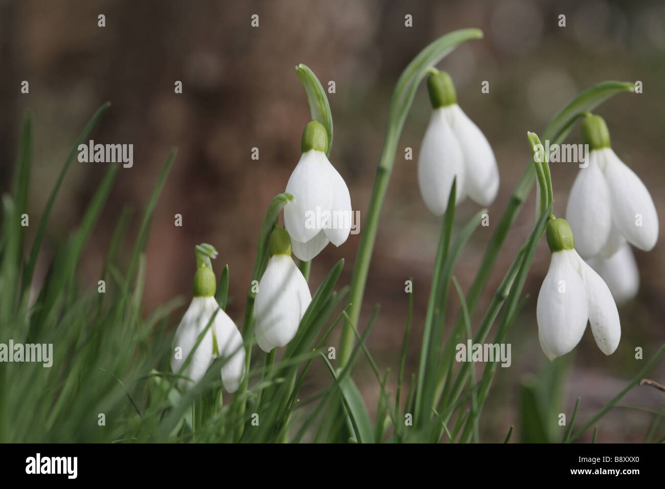 First spring flowers Stock Photo - Alamy