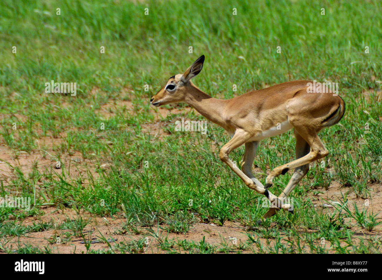 Impala ewe running away from a ram during mating season Stock Photo - Alamy
