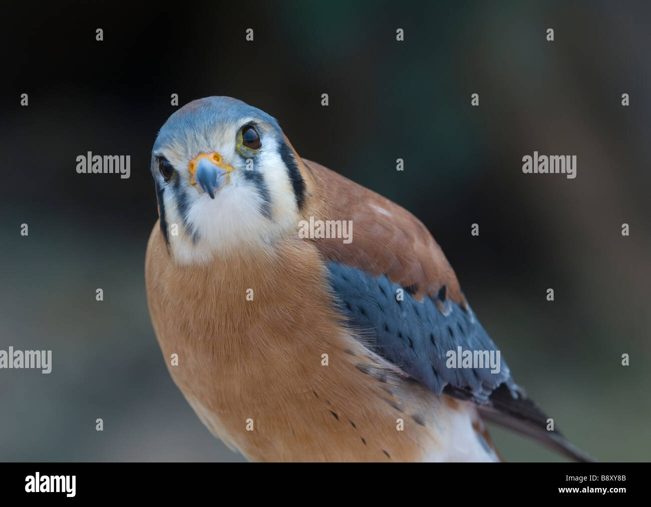 Kestrel feathers hi-res stock photography and images - Alamy