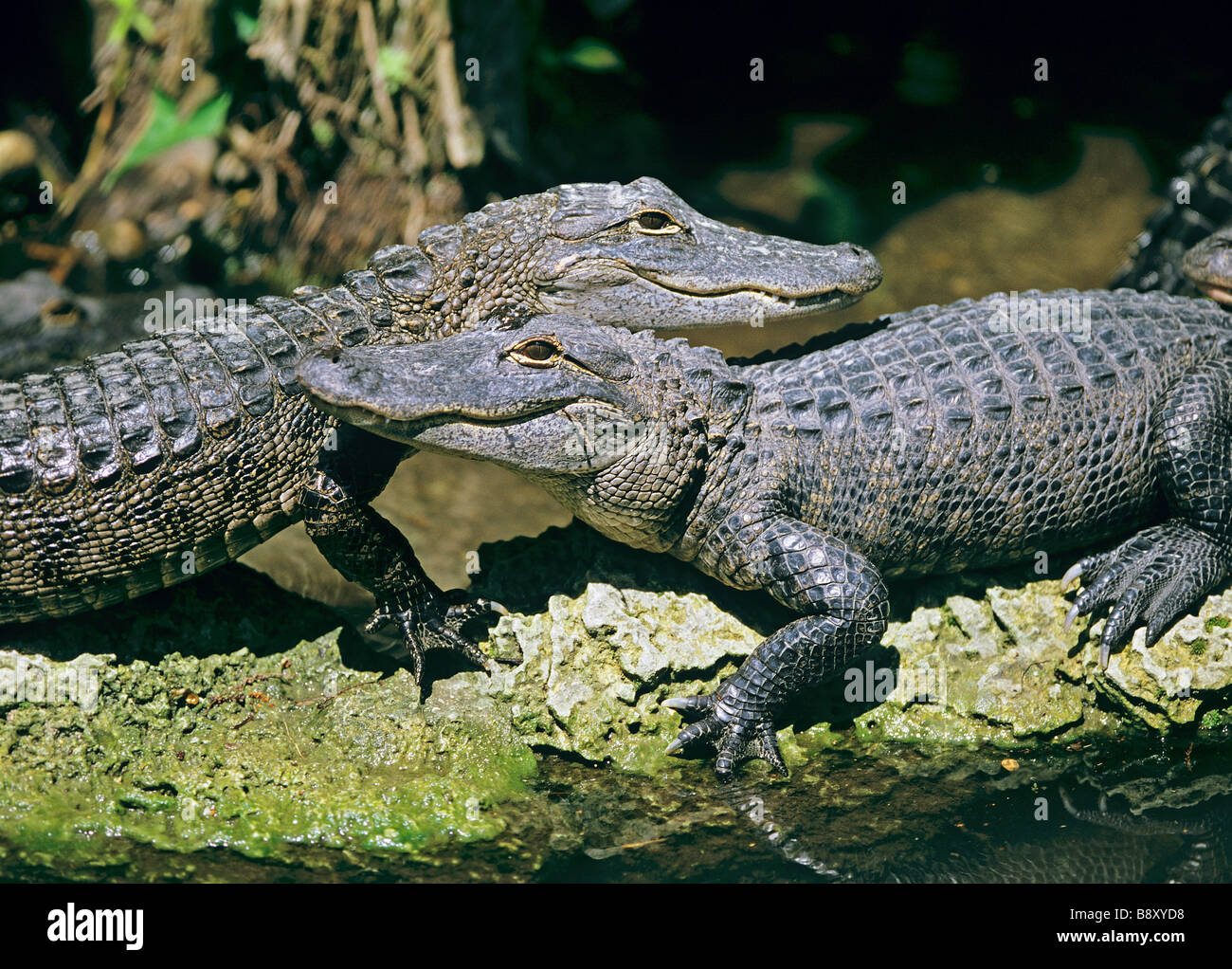 two American Alligators - lying at the shore / Alligator ...
