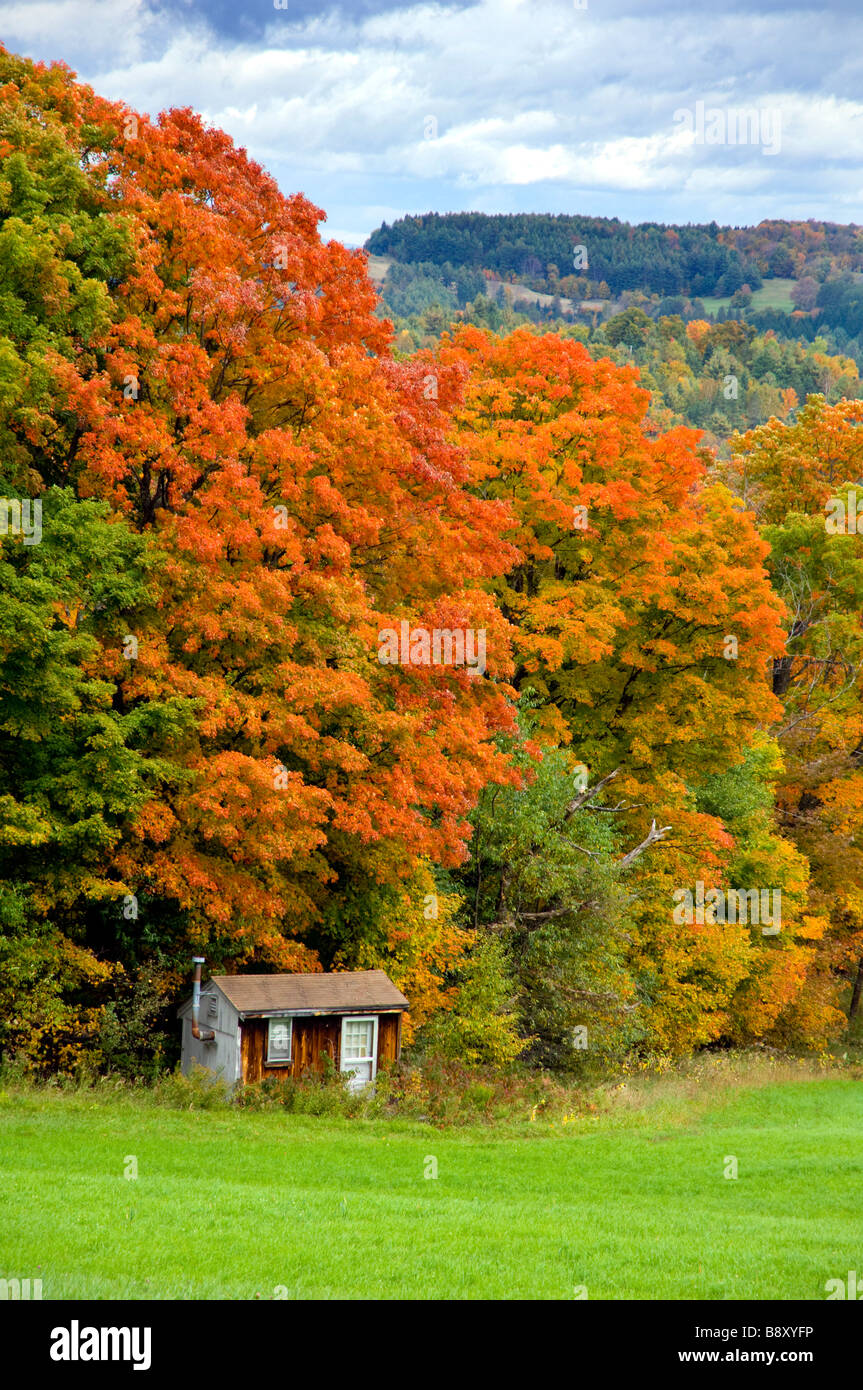 Fall foliage pasture with maple trees and a sugar shack in rural ...