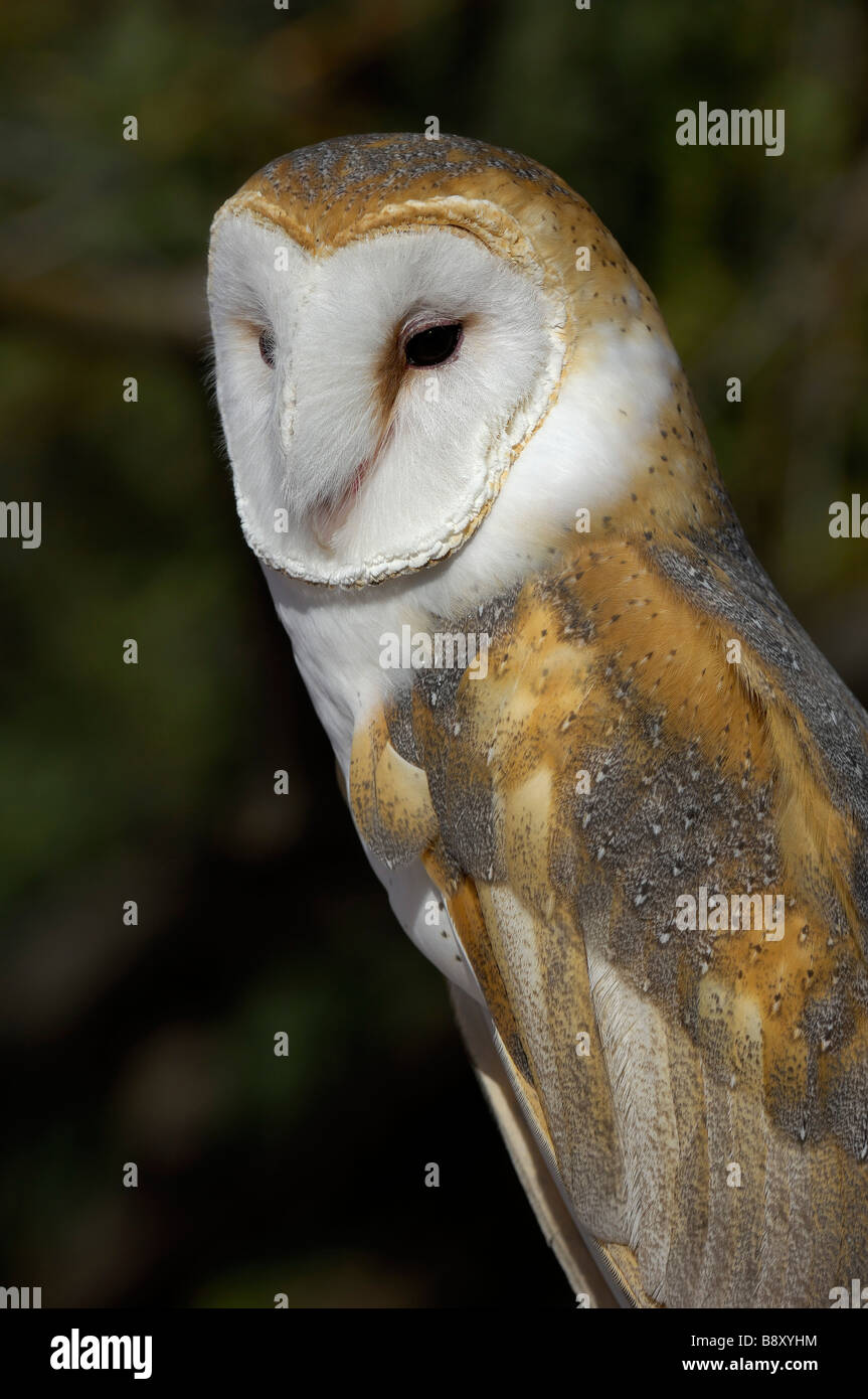 Barn owl eye hi-res stock photography and images - Alamy