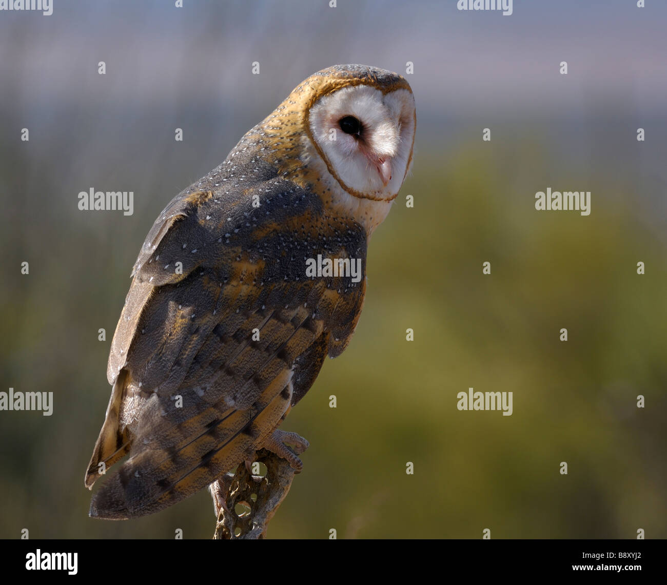Perched barn owl Stock Photo - Alamy