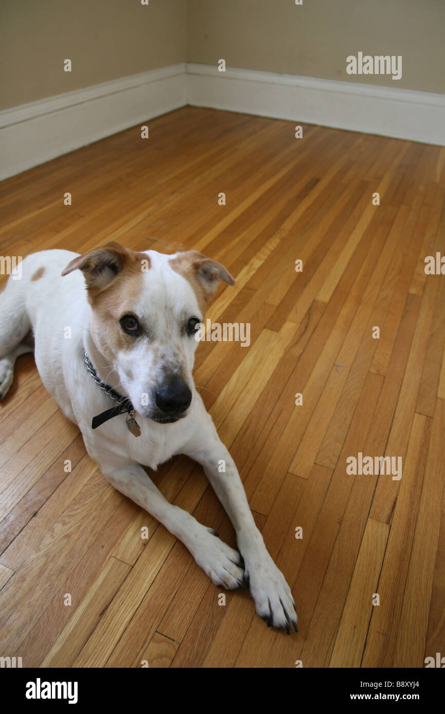 A cute dog sitting in an empty room Stock Photo - Alamy