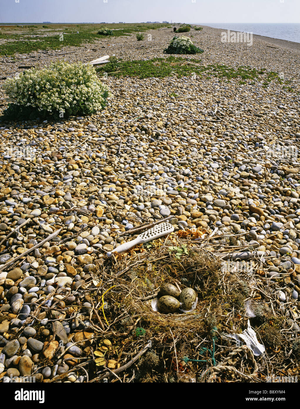 Orford ness suffolk beach wildlife hi-res stock photography and images ...
