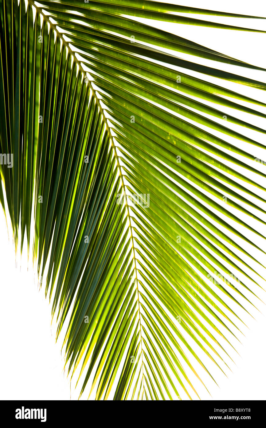 Coconut frond hi-res stock photography and images - Alamy