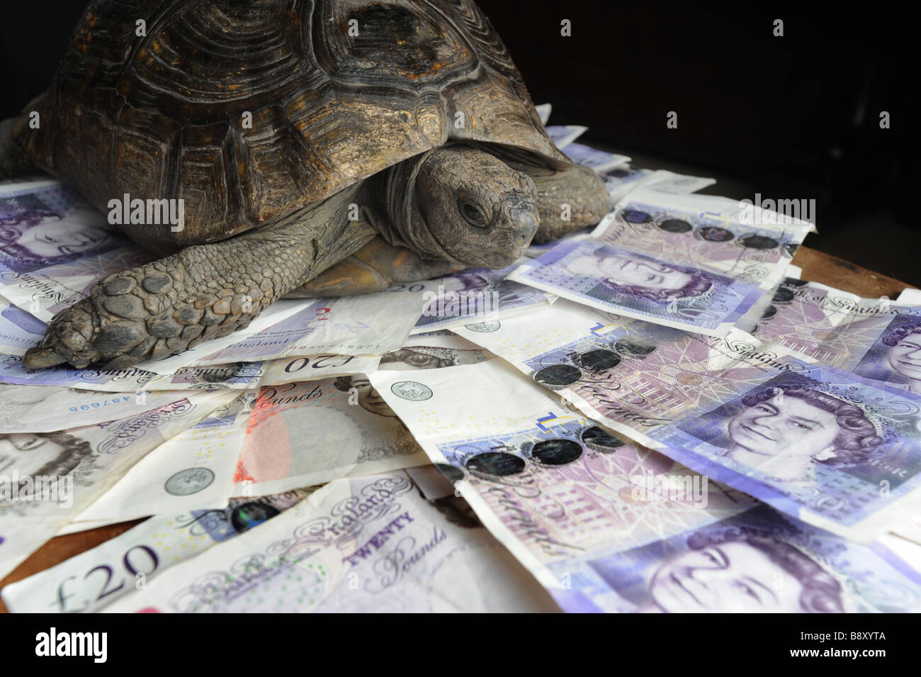 Elderly tortoise and loads money Stock Photo - Alamy