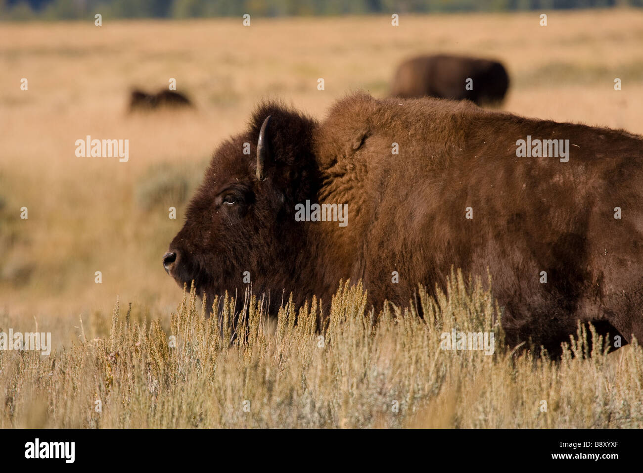 Grasslands national park hi-res stock photography and images - Alamy