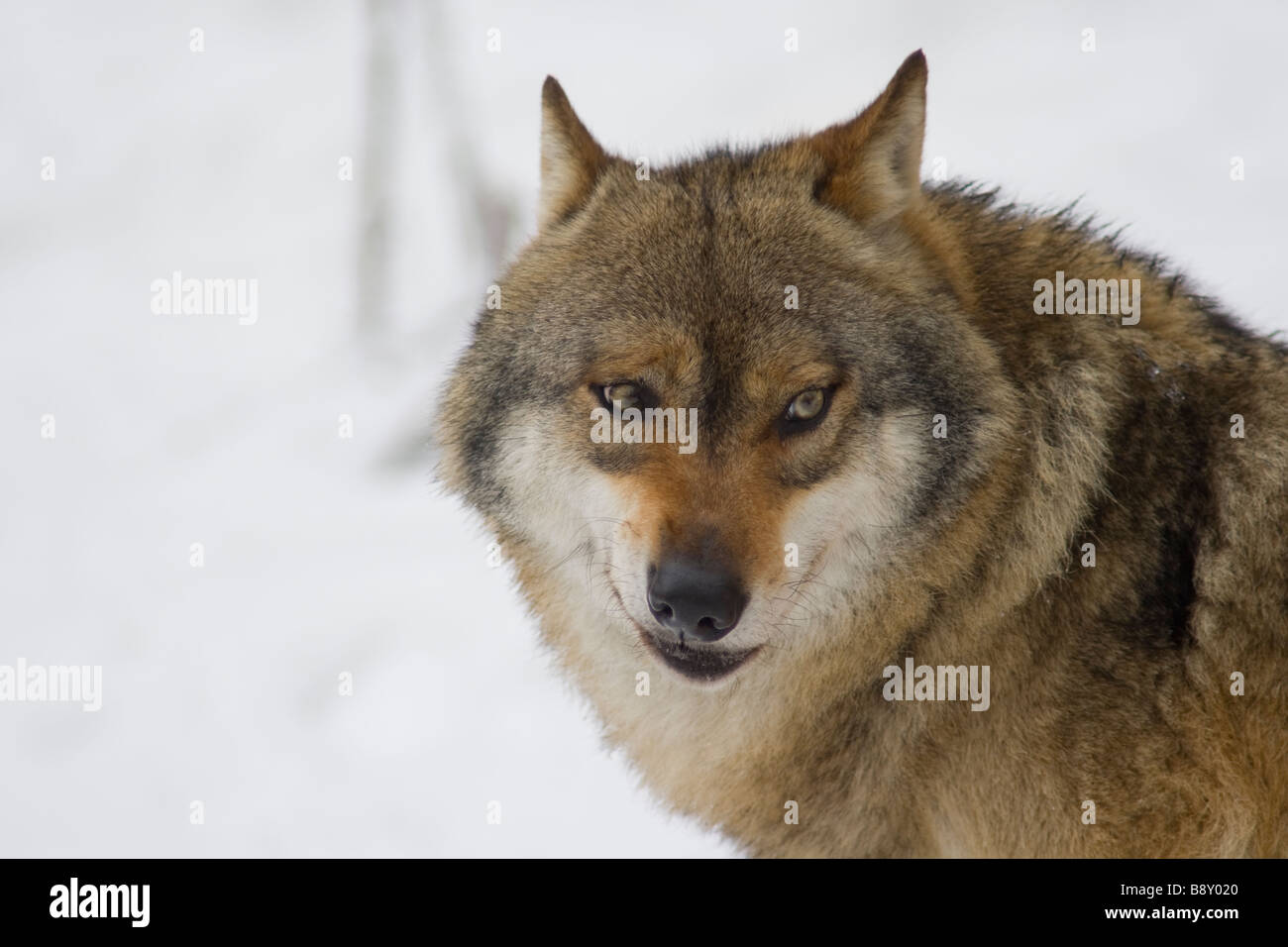 grey wolf portrait Stock Photo - Alamy