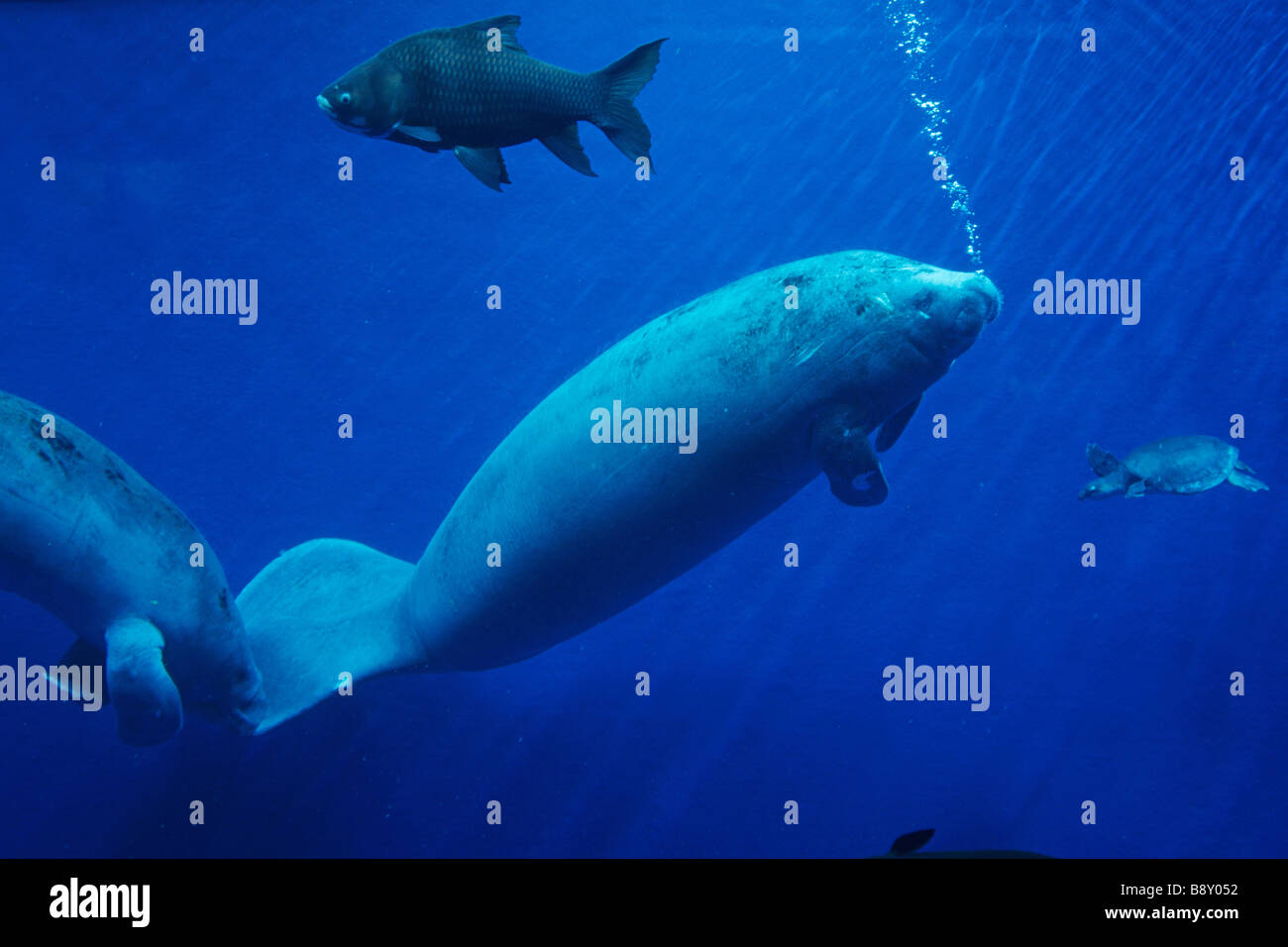 African manatee hi-res stock photography and images - Alamy