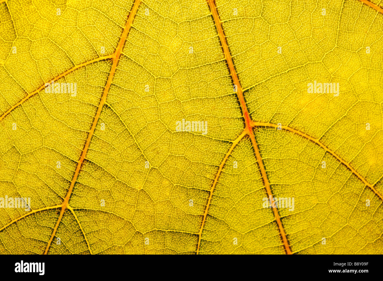 close up detail of a buddleja leaf commonly known as the butterfly ...