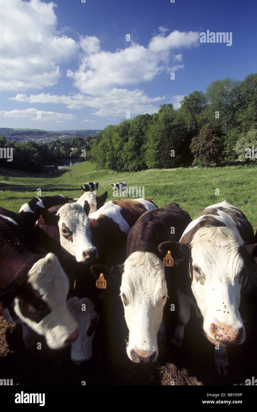 Cows mob the photographer in the parkland above the dams at Prior Park ...