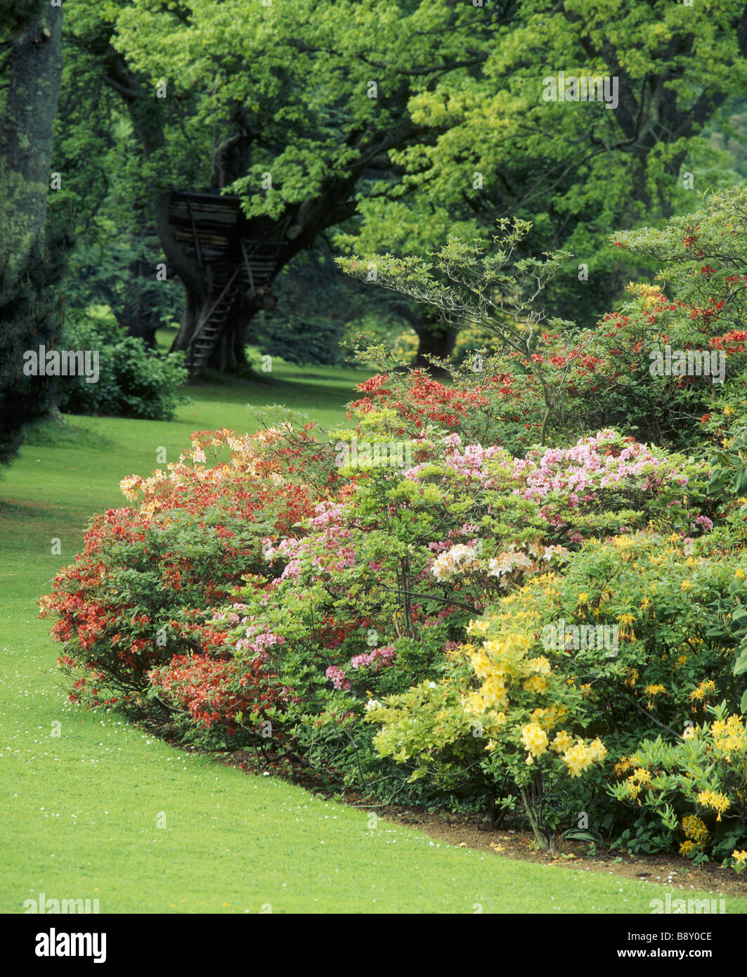 Multi coloured azaleas fill a border in the West Indies part of the ...