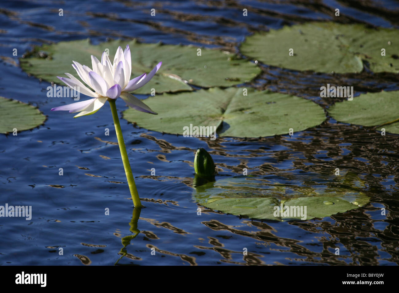 Australian lily flower hi-res stock photography and images - Alamy