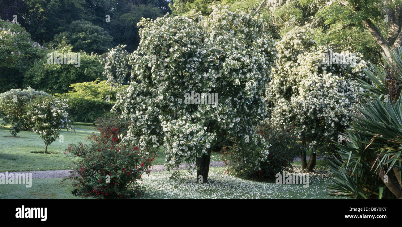 A view of the Eucryphia trees in flower in Penrhyn Garden Stock Photo ...