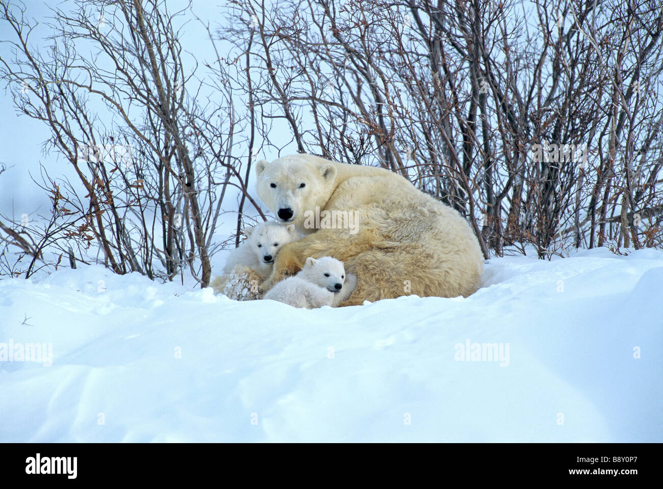 Innocent Polar Bear Cubs And Mother Canada Stock Photo Alamy
