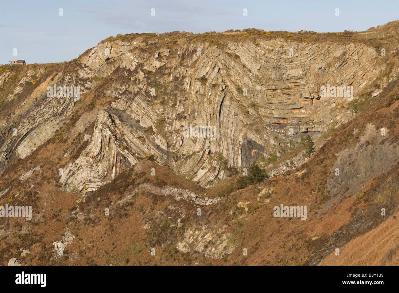 Angular anticlinal fold Traeth Godi r Coch Cemaes Head Pembrokeshire ...