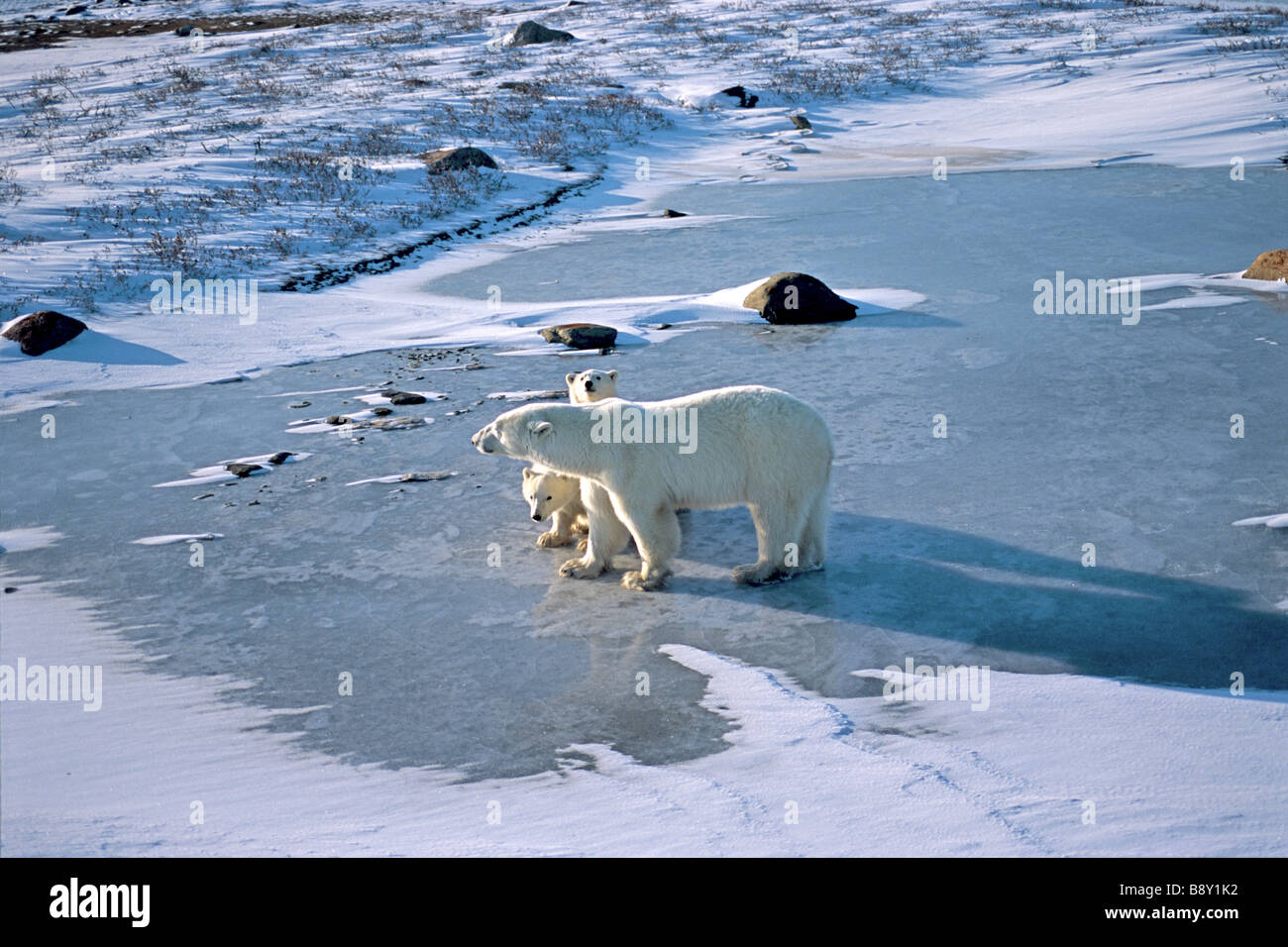 Little bear bay hi-res stock photography and images - Alamy