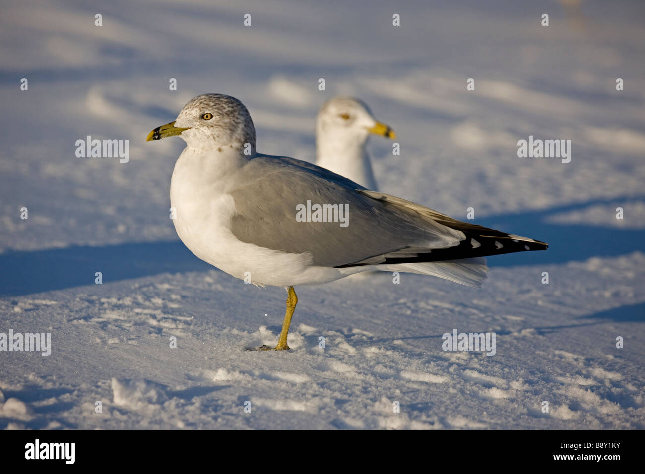 Ring-billed Gull (Larus delawarensis )Standing on one leg in the snow ...