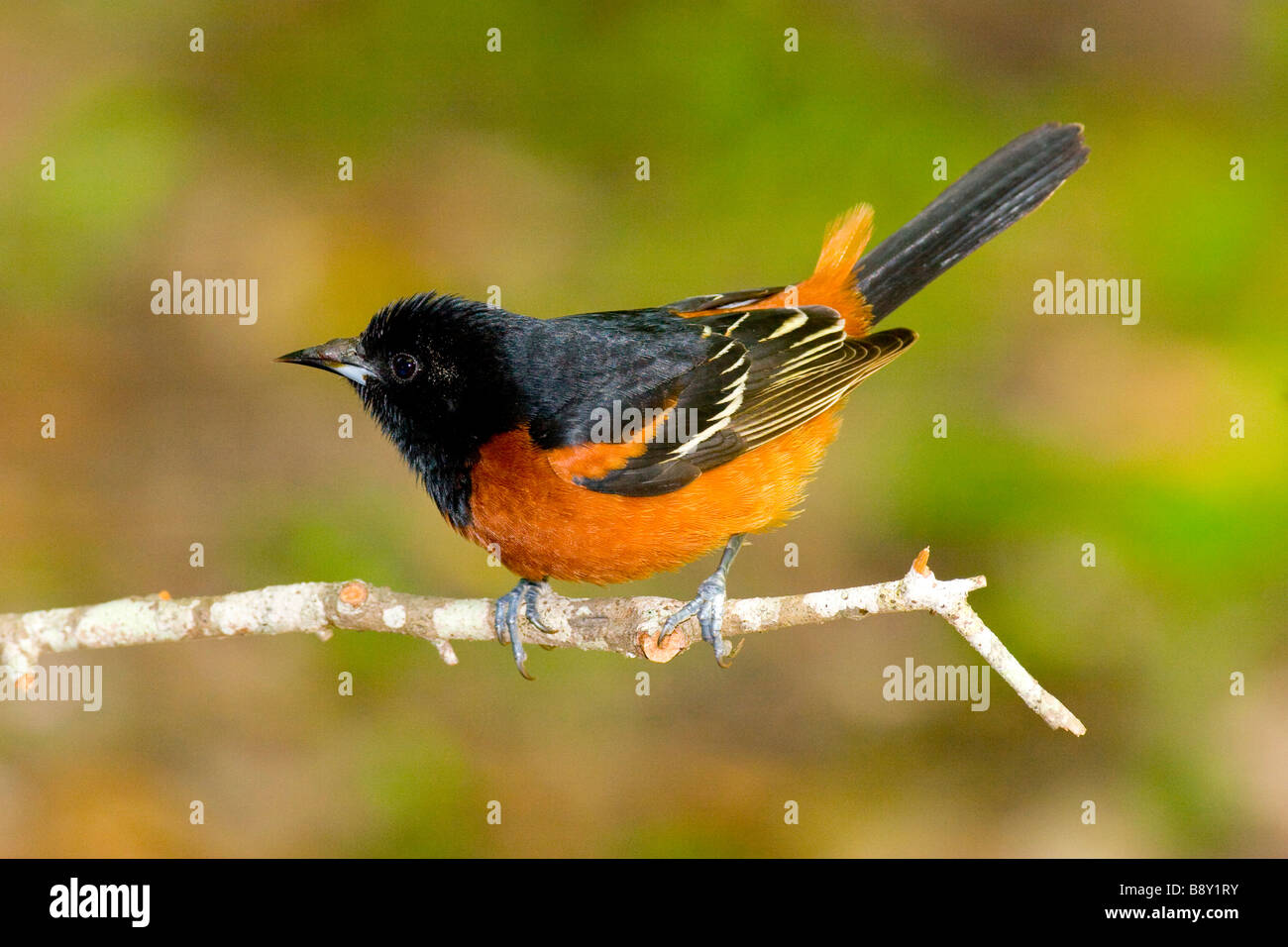 The orchard oriole hi-res stock photography and images - Alamy
