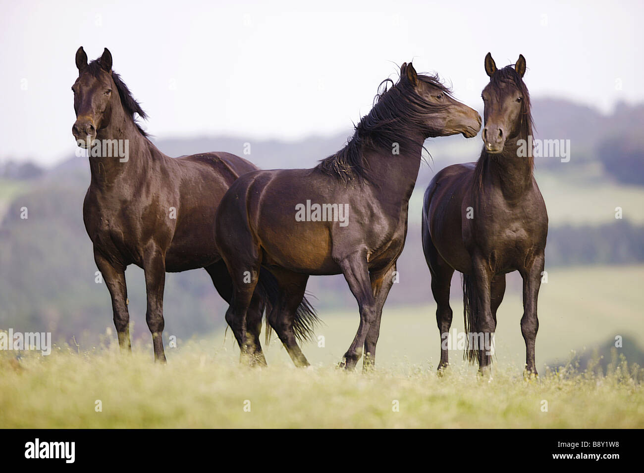 three Arabian horses - standing on meadow Stock Photo - Alamy
