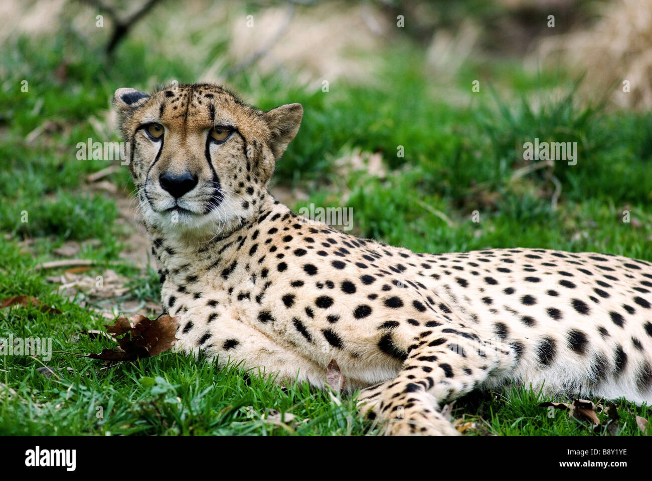 Male cheetah (Acinonyx jubatus) in a forest Stock Photo - Alamy