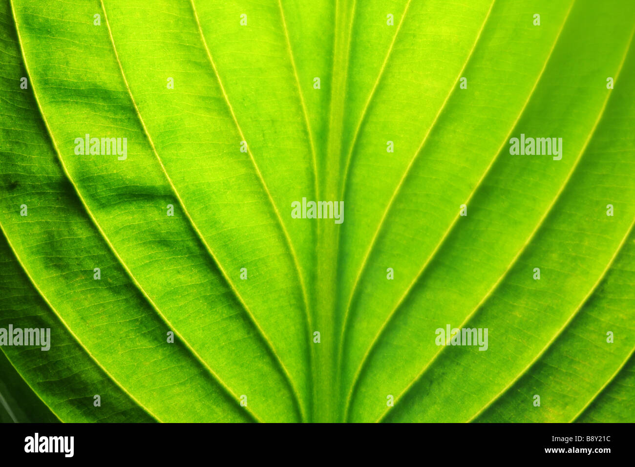 Hosta leaf abstract hi-res stock photography and images - Alamy