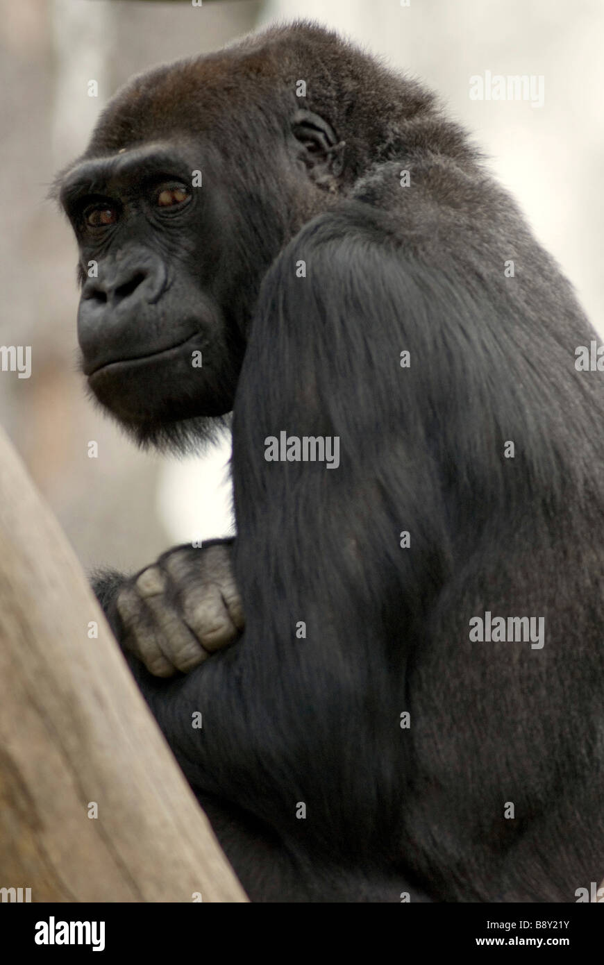 Close up on female gorilla hi-res stock photography and images - Alamy