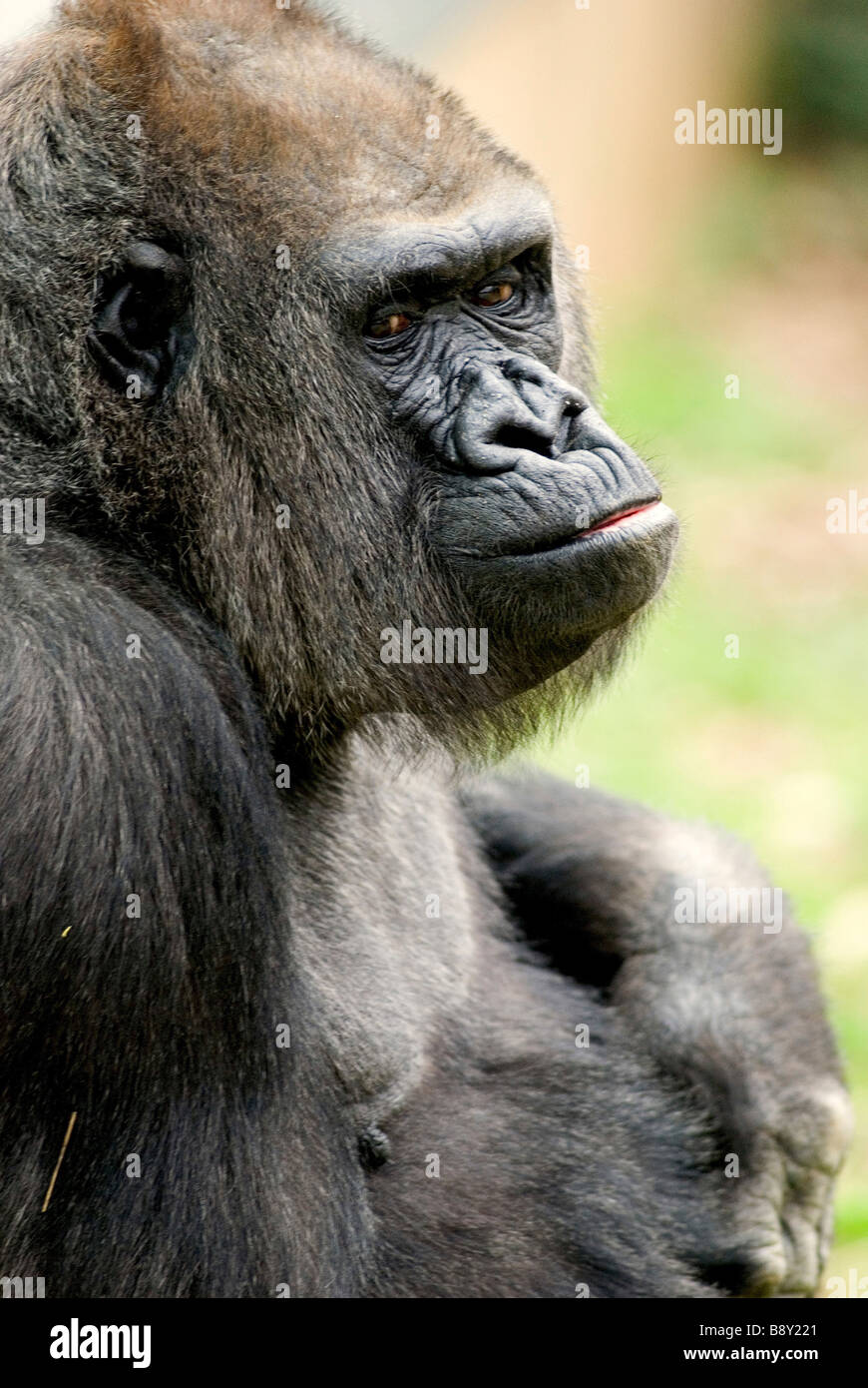 Close-up of a female gorilla Stock Photo - Alamy