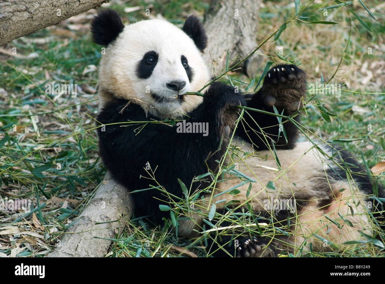 Giant panda (Ailuropoda melanoleuca) cub chewing twigs Stock Photo - Alamy