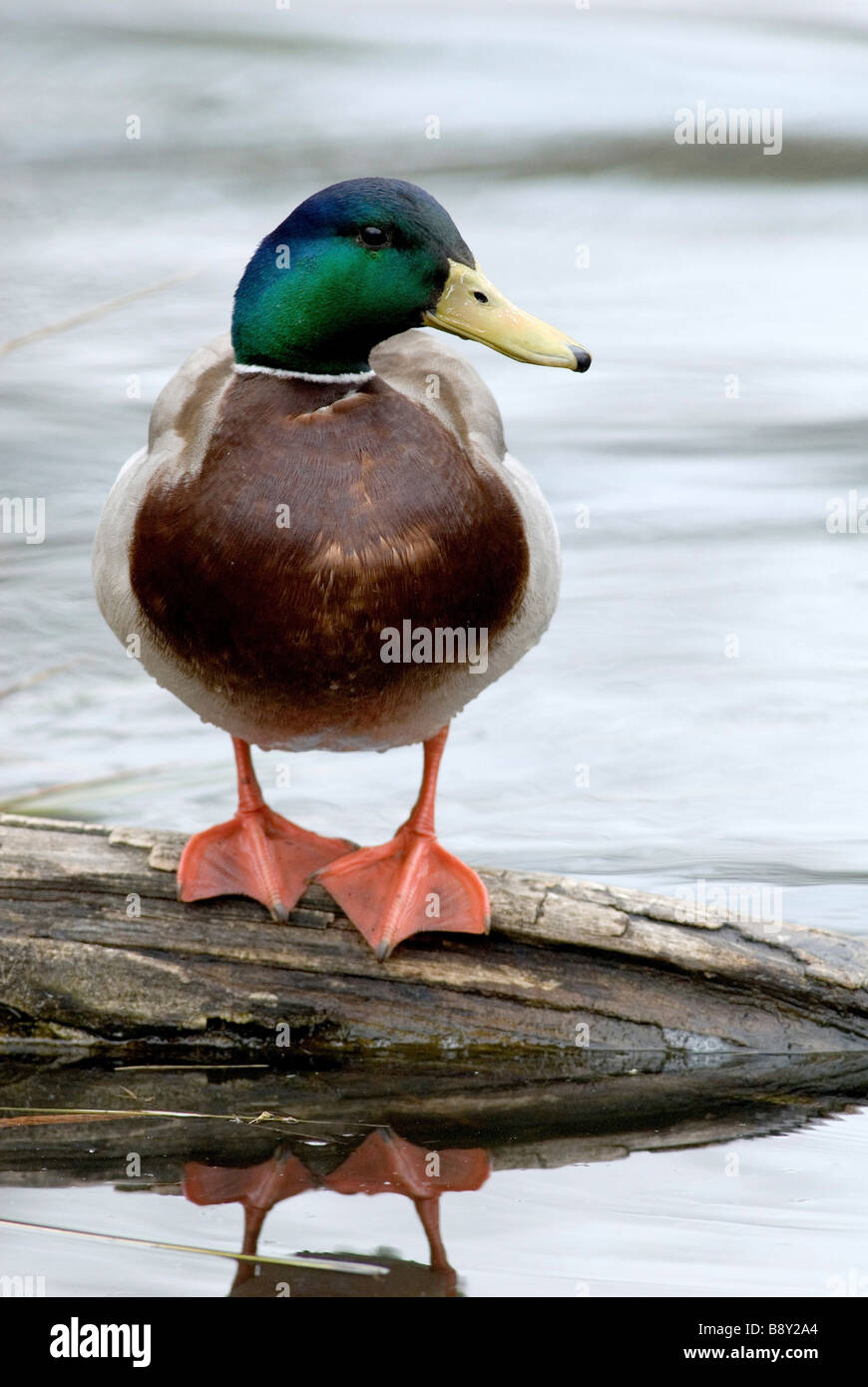 Front view wood duck hi-res stock photography and images - Alamy