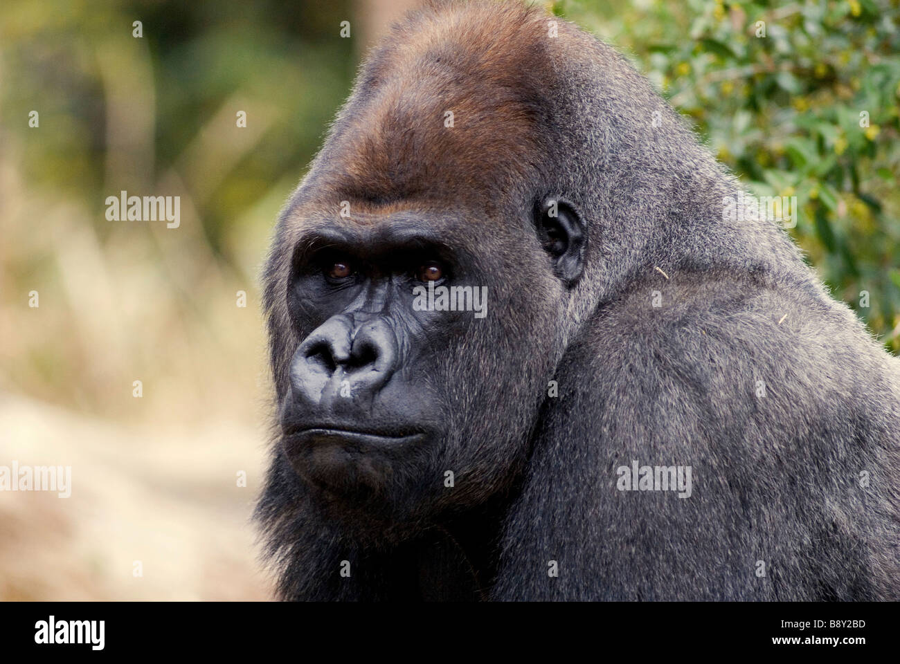 Close-up of a male Silverback gorilla (Gorilla gorilla gorilla Stock ...