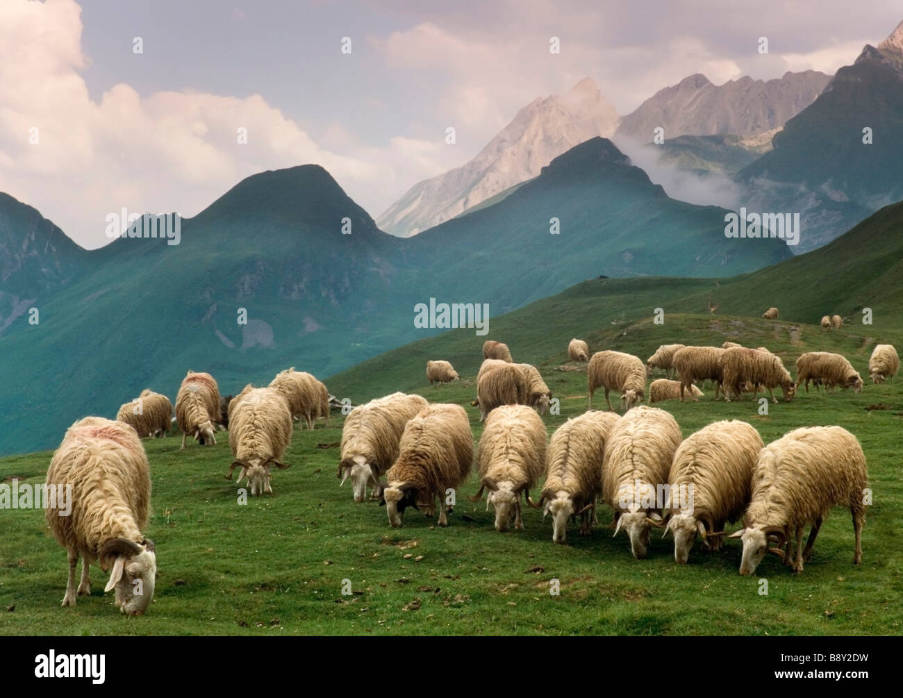 france pyrenees aquitaine pyrenees atlantique sheep col d aubisque ...