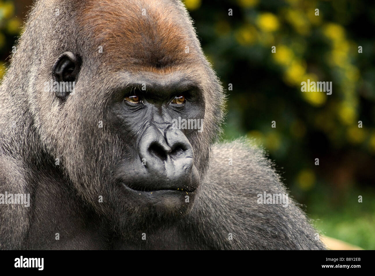 Close-up of a male Silverback gorilla (Gorilla gorilla gorilla Stock ...
