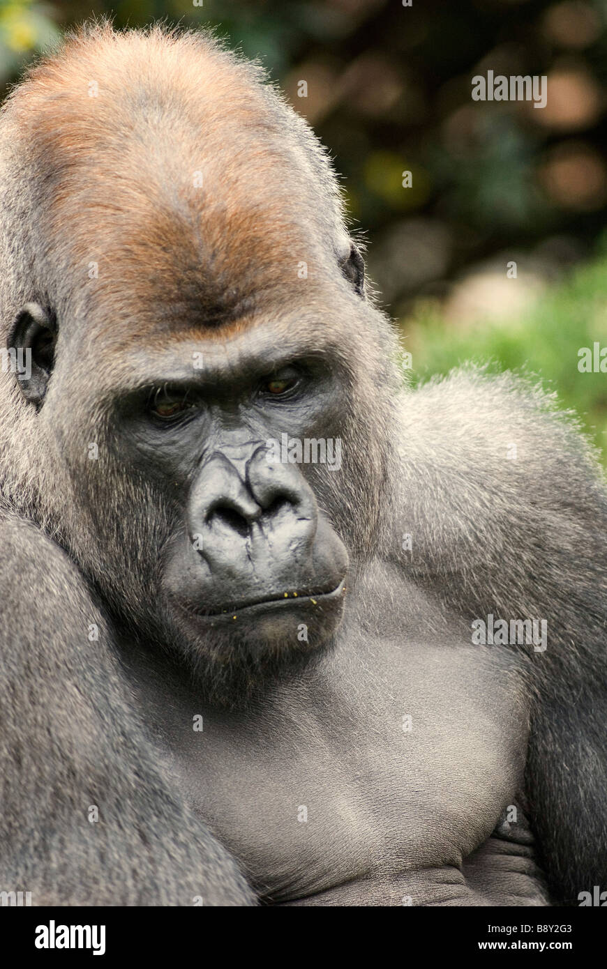 Close-up of a male Silverback gorilla (Gorilla gorilla gorilla Stock ...