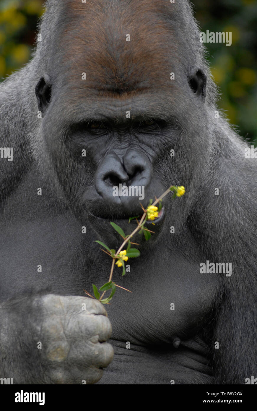 Gorilla holding flower hi-res stock photography and images - Alamy