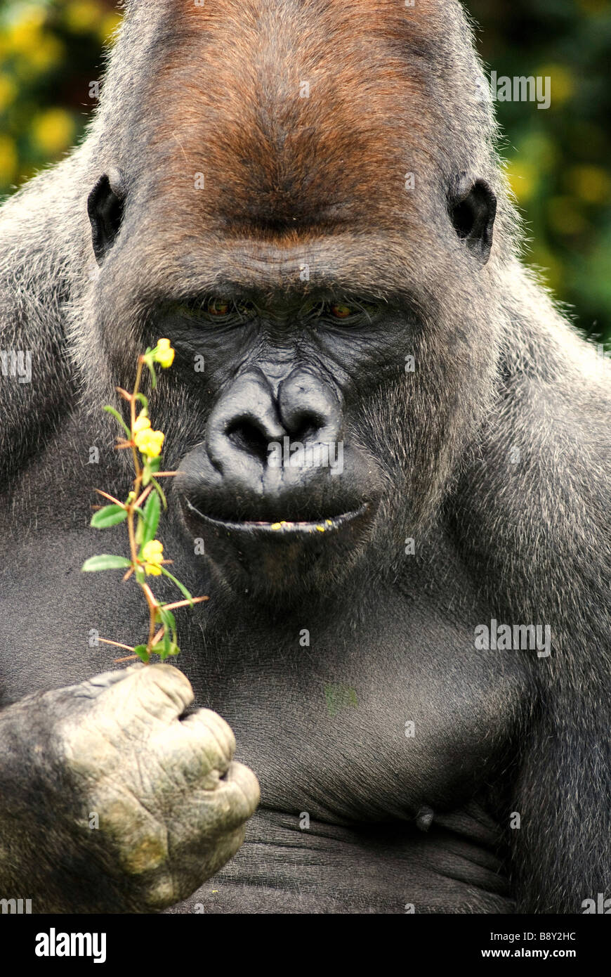 Close-up of a male Silverback gorilla (Gorilla gorilla gorilla) eating ...