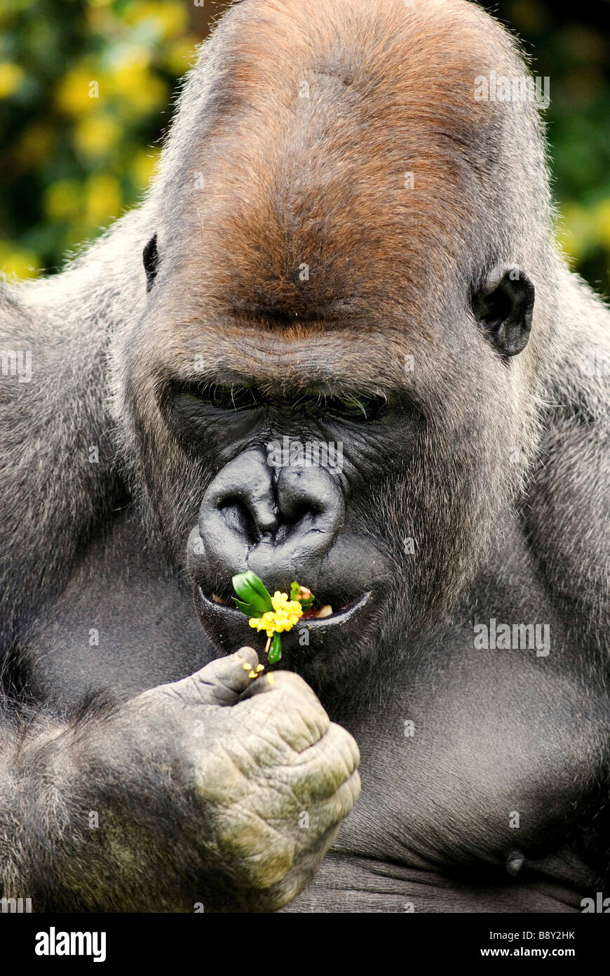 Gorilla holding flower hi-res stock photography and images - Alamy
