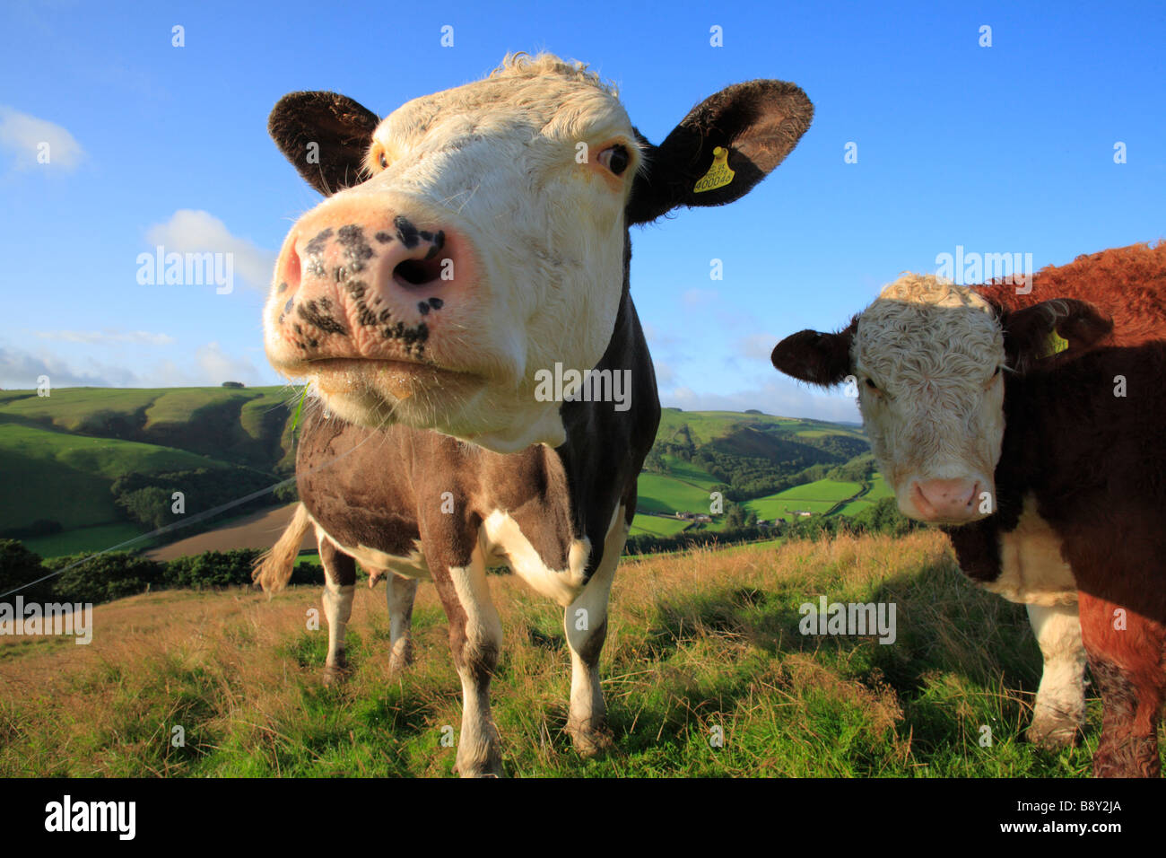 Simmental calf hi-res stock photography and images - Alamy