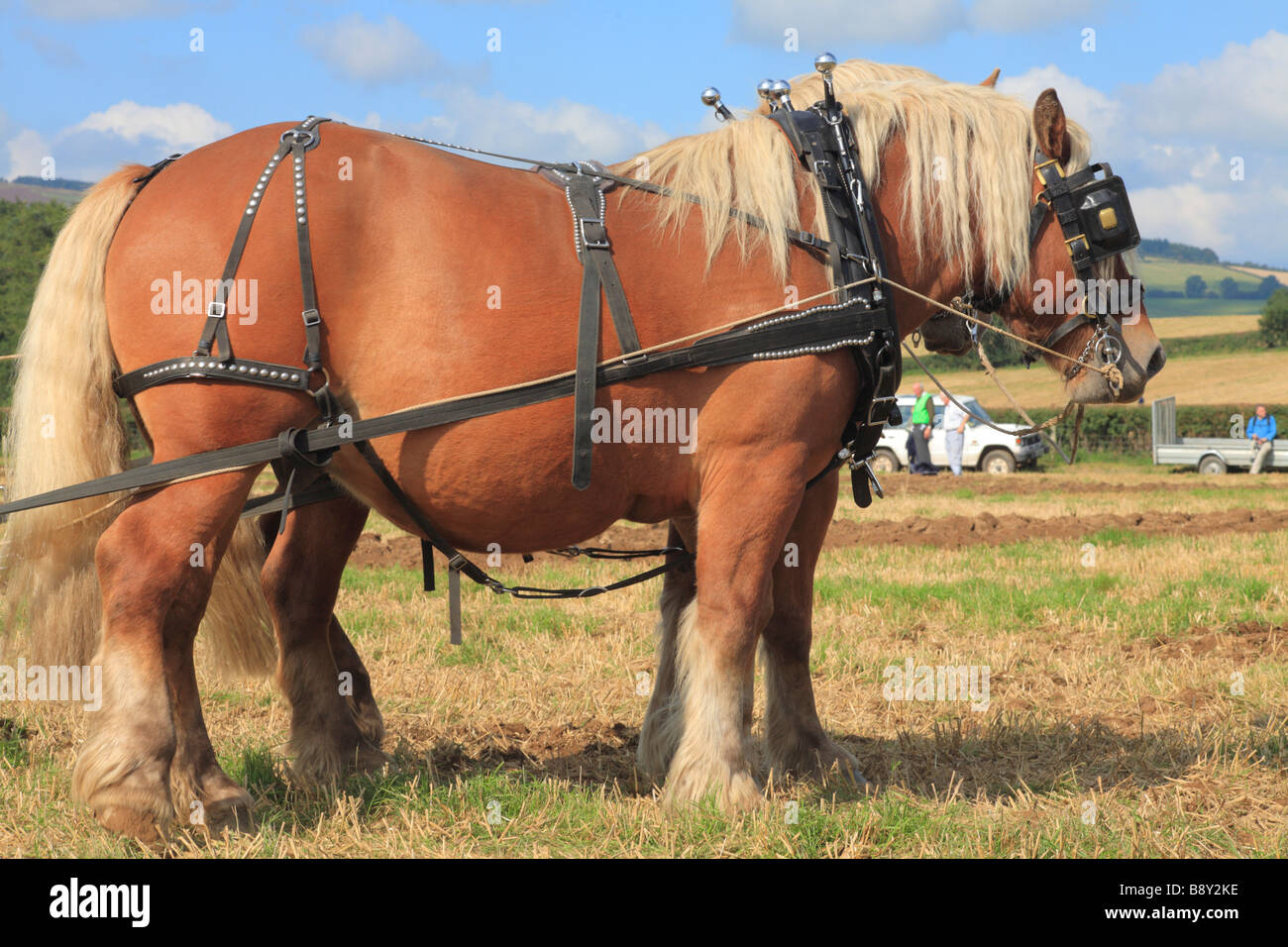 Suffolk punch High Resolution Stock Photography and Images - Alamy