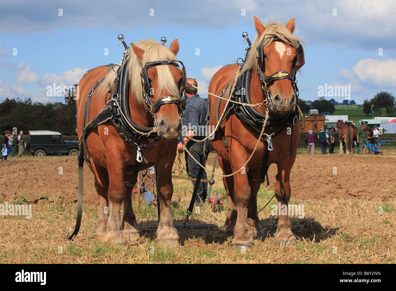 Suffolk punch team hi-res stock photography and images - Alamy
