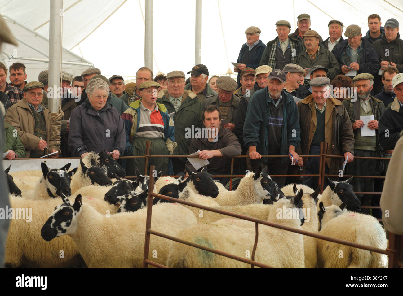 Farmer sheep market hi-res stock photography and images - Alamy