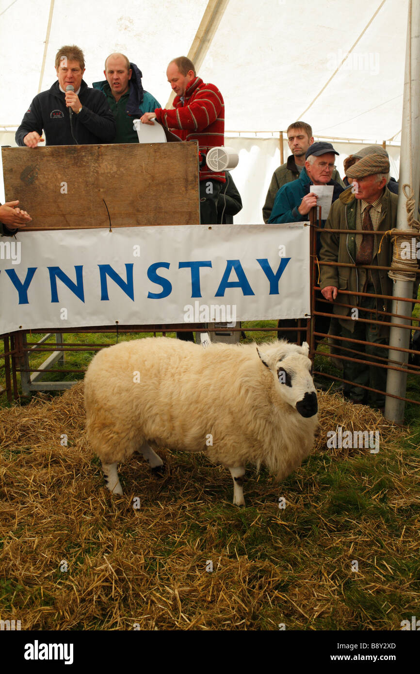 Beulah sheep hi-res stock photography and images - Alamy