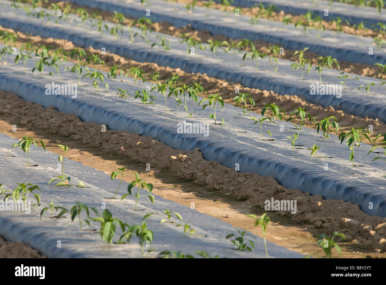 Rows of plants growing through plastic in a farm Stock Photo - Alamy