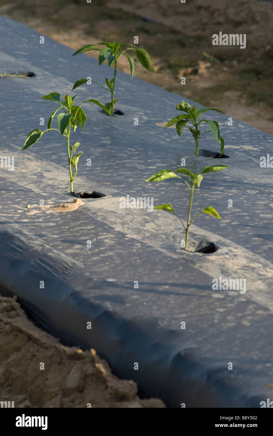 Row of plants growing through plastic in a farm Stock Photo - Alamy